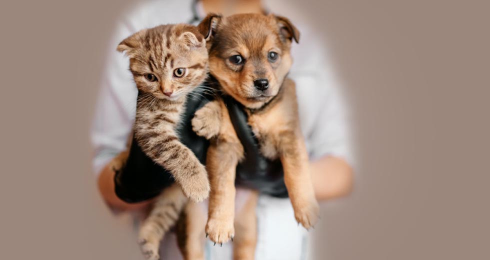 resources-1 – Companion Pets of Cleveland